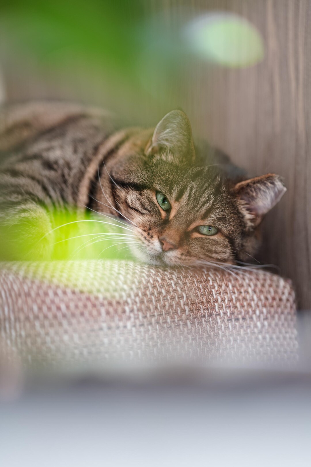 A Pet High Resolution Photography of Cat for Wall Decor, Other Prints ...