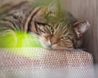 A Pet High Resolution Photography of Cat for Wall Decor, Other Prints ...