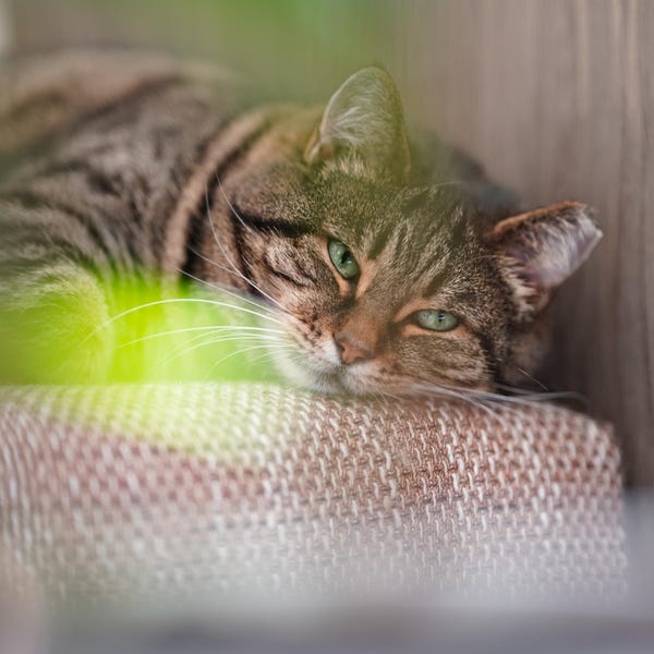 A Pet High Resolution Photography of Cat for Wall Decor, Other Prints ...