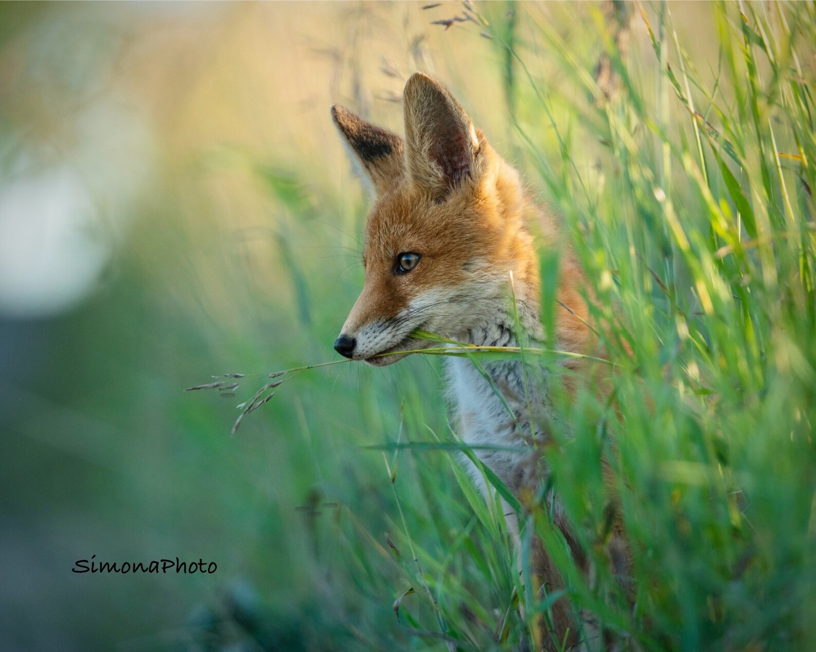 A Wildlife High Resolution Photography of Fox for Wall Decor, Other ...