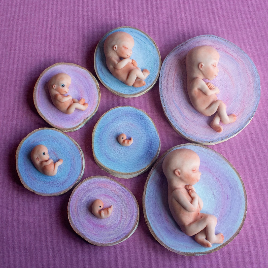 Set of 6-12 Week Gestation Embryo/fetus Sculptures - Fetal Development ...