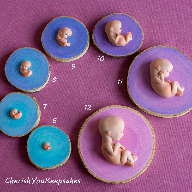 Baby Fetus Toy - Etsy