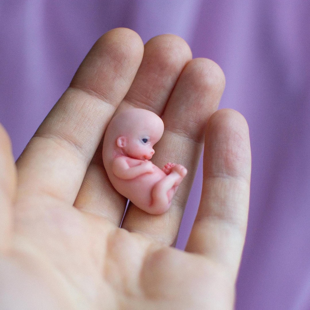 9 Week Gestation Embryo (7 Weeks Post-conception) Sculpture –handmade ...