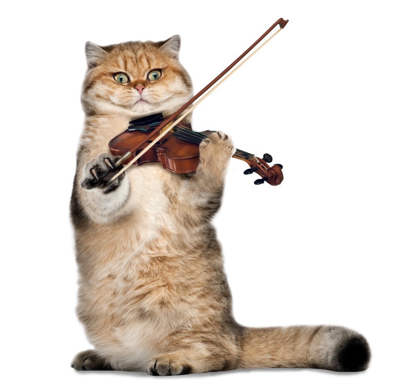 Sweet Music Cat Playing Violin Funny Musical Cat Wall Art - Etsy