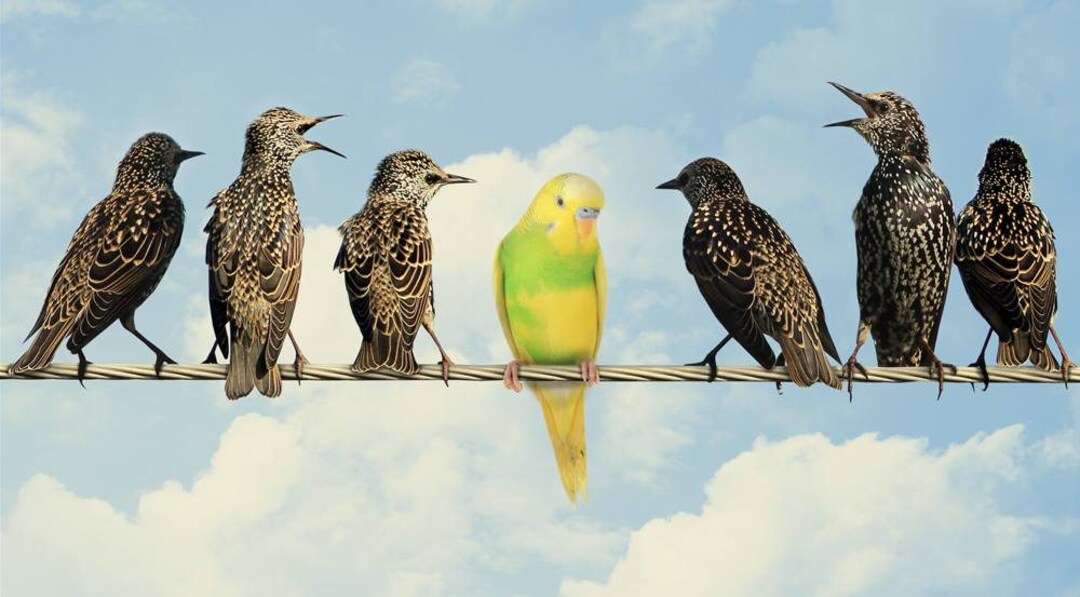 Parakeet Childrens Wall Art Nursery Decor Birds on Wire Childrens Art ...