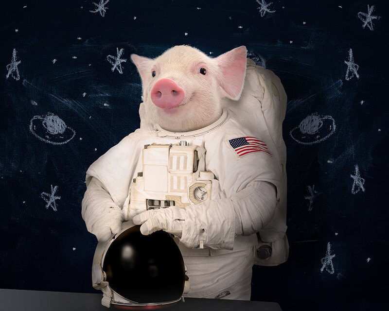 When Pigs Fly Fun Wall Art Pigs in Space - Etsy