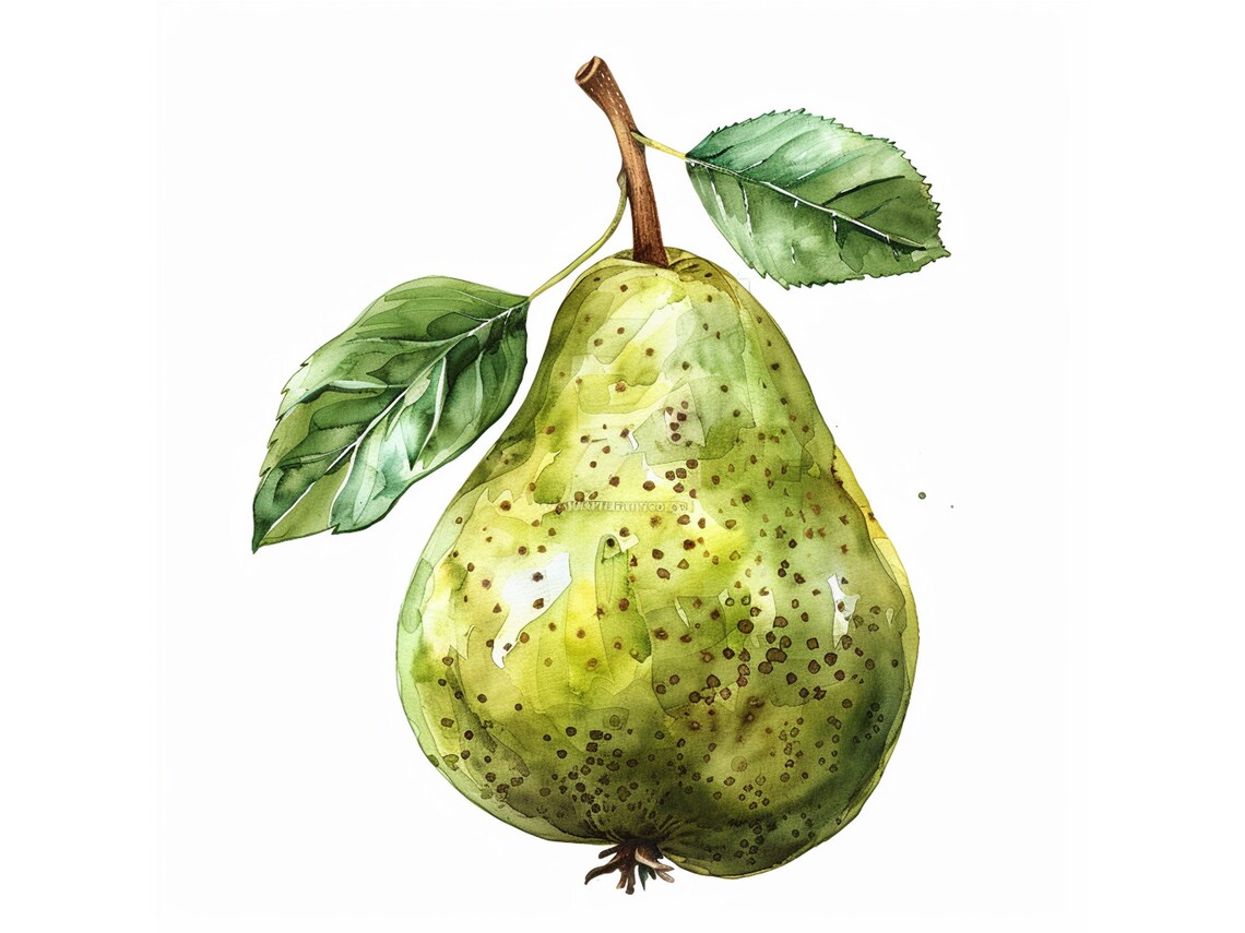 Pear PNG, Pear Clipart, Digital Download - Etsy