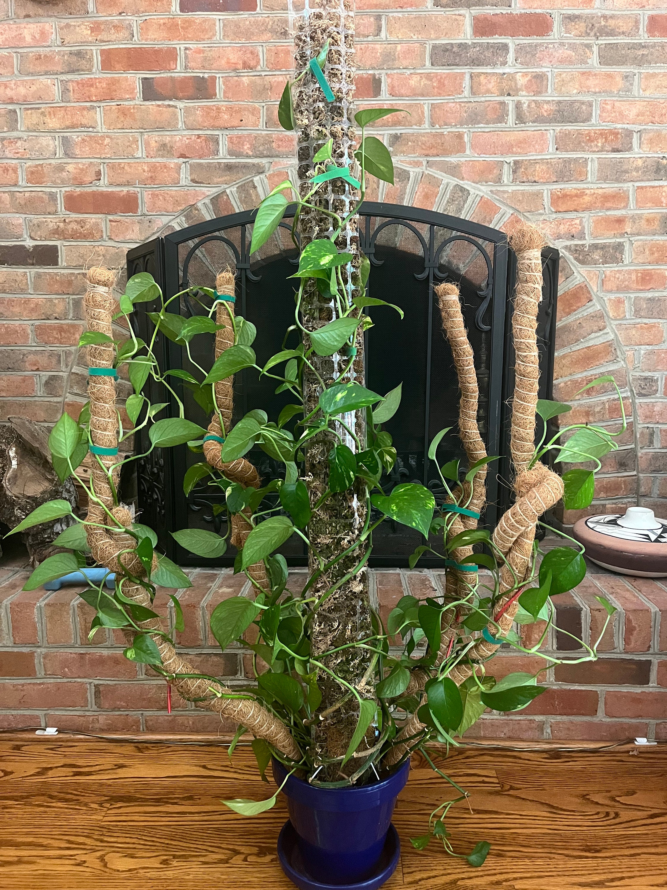 Queen Marble Pothos (the W Pot, Saucer, and Moss Poles) - Etsy