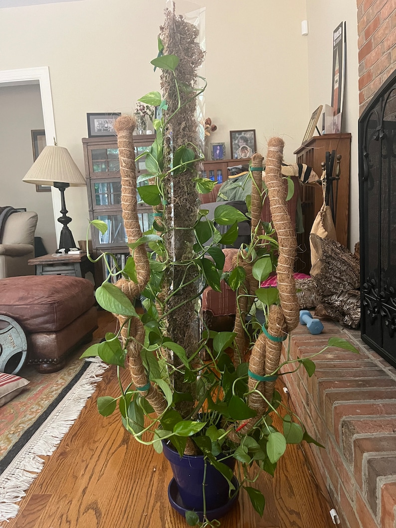 Queen Marble Pothos (the W Pot, Saucer, and Moss Poles) - Etsy