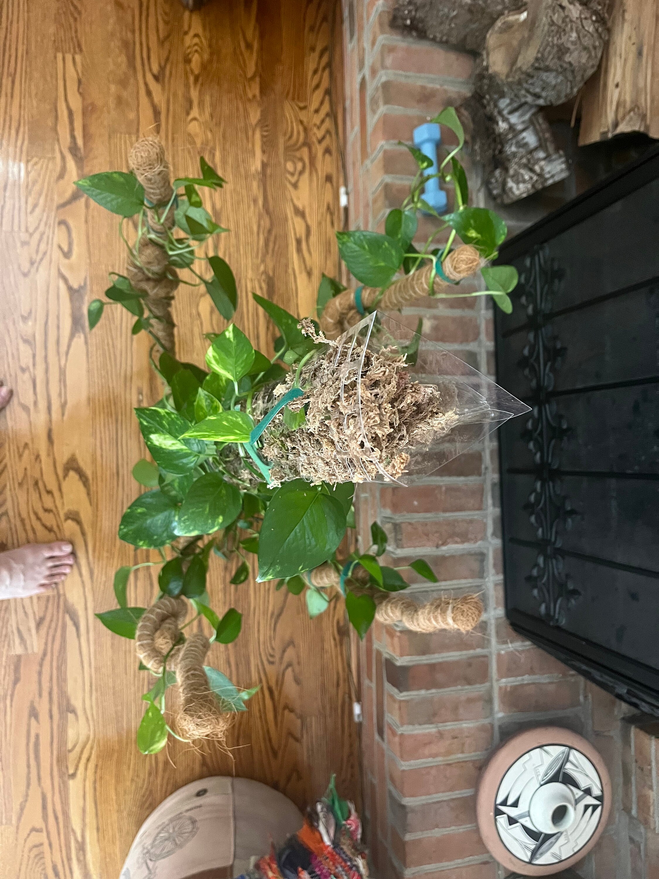 Queen Marble Pothos (the W Pot, Saucer, and Moss Poles) - Etsy