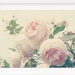 English Roses Print - Pink Roses Photo, Botanical Print, Pastel Nursery ...