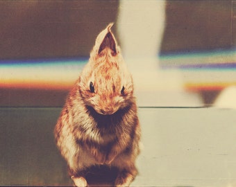 Surreal Rabbit Photo Rabbit Photo Bunny Art Bunny Print | Etsy