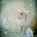 Surreal Rabbit Photo Rabbit Photo Bunny Art Bunny Print | Etsy