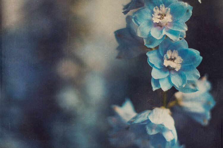 Delphinium Flower Photography Botanical Print Floral Print | Etsy