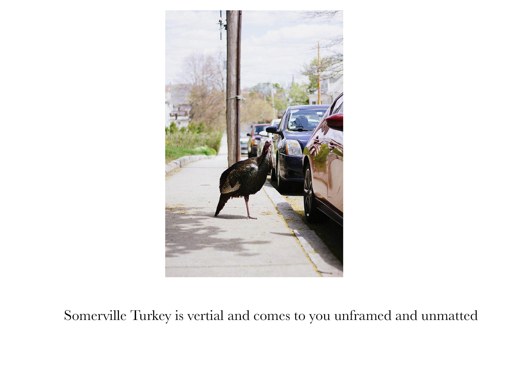 Iconic Somerville Turkey, Somerville, Massachusetts, Turkey Photography ...