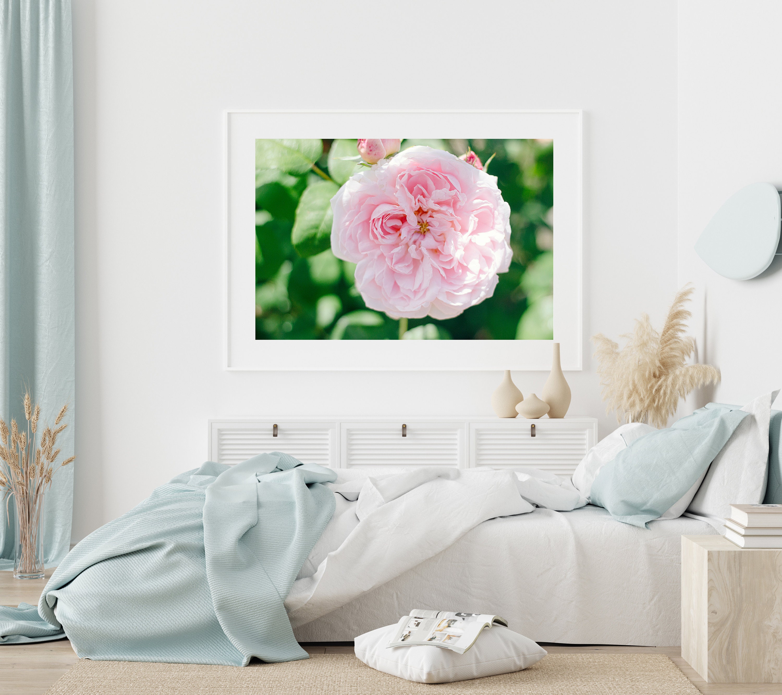 Antique Rose Photo, English Roses Photo, Nature Photography, Pastel ...