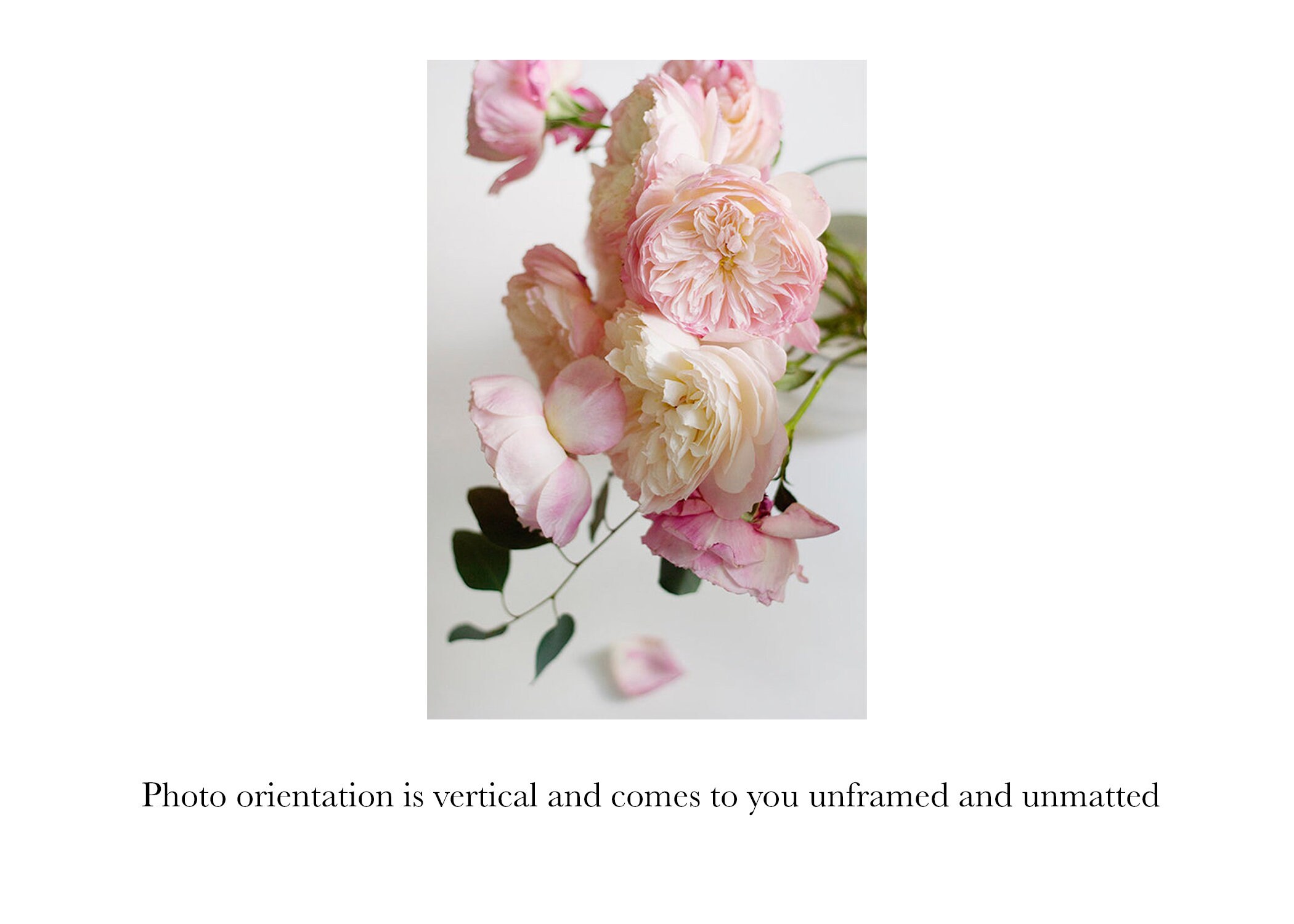 Pink Roses Photo, Pale Pink Roses Print, Botanical Wall Art, Girls Room ...