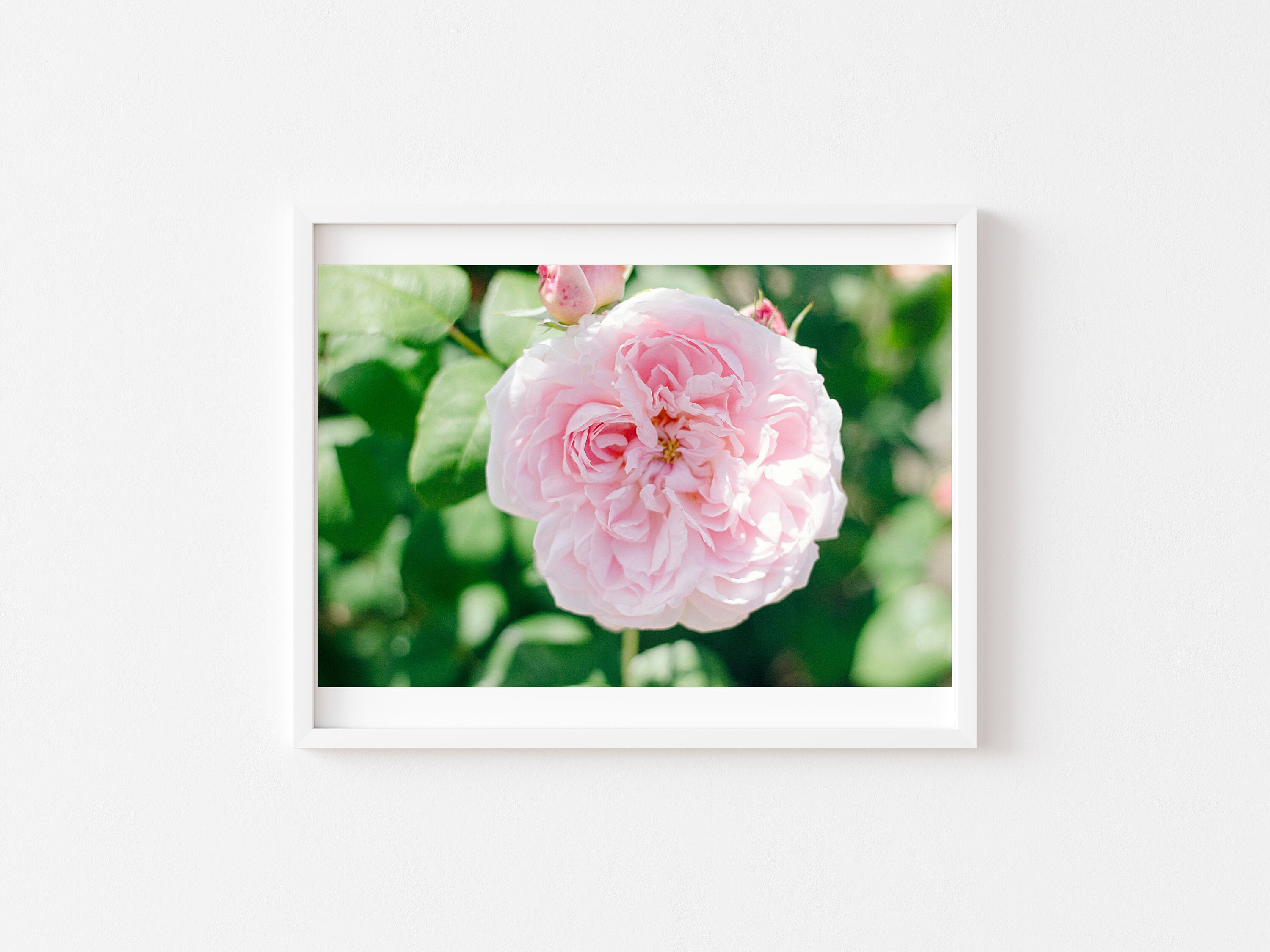 Antique Rose Photo, English Roses Photo, Nature Photography, Pastel ...