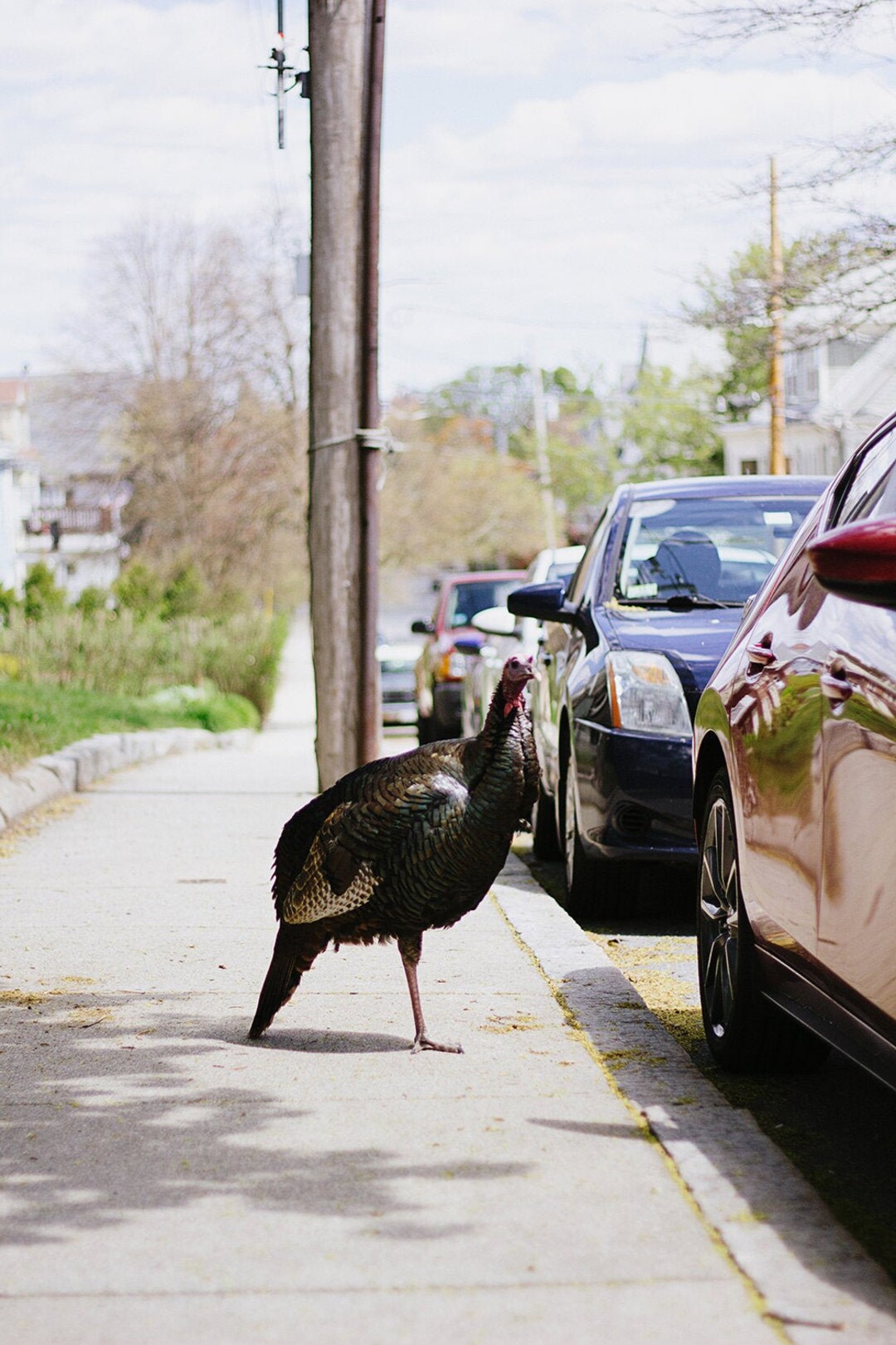 Iconic Somerville Turkey, Somerville, Massachusetts, Turkey Photography ...