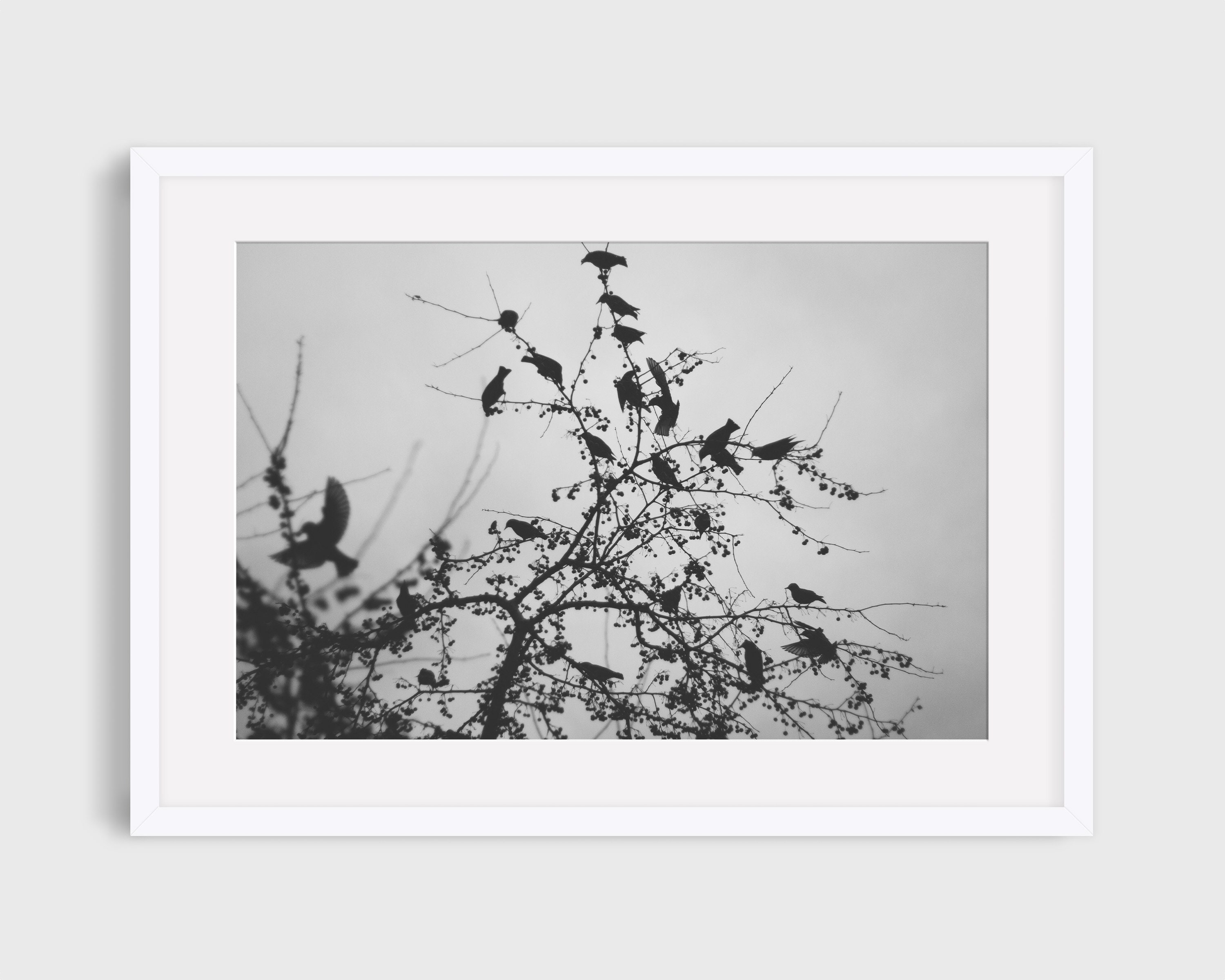 Ethereal Birds Photo, Fine Art Photography Set, Black and White Nature ...
