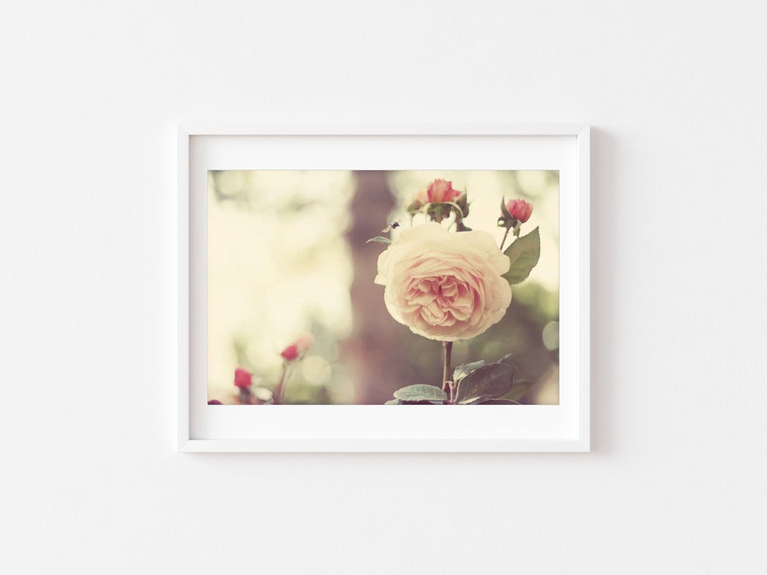 Flower Photography, English Roses Print, Peach Pink Wall Art, Floral ...
