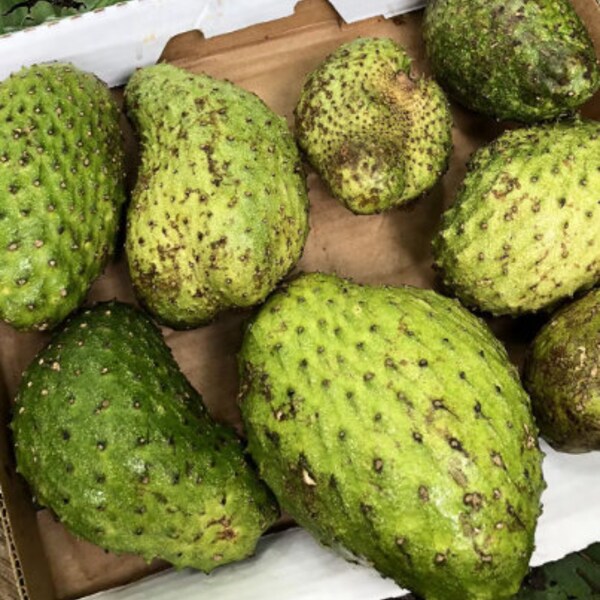 Soursop Fruit - Etsy