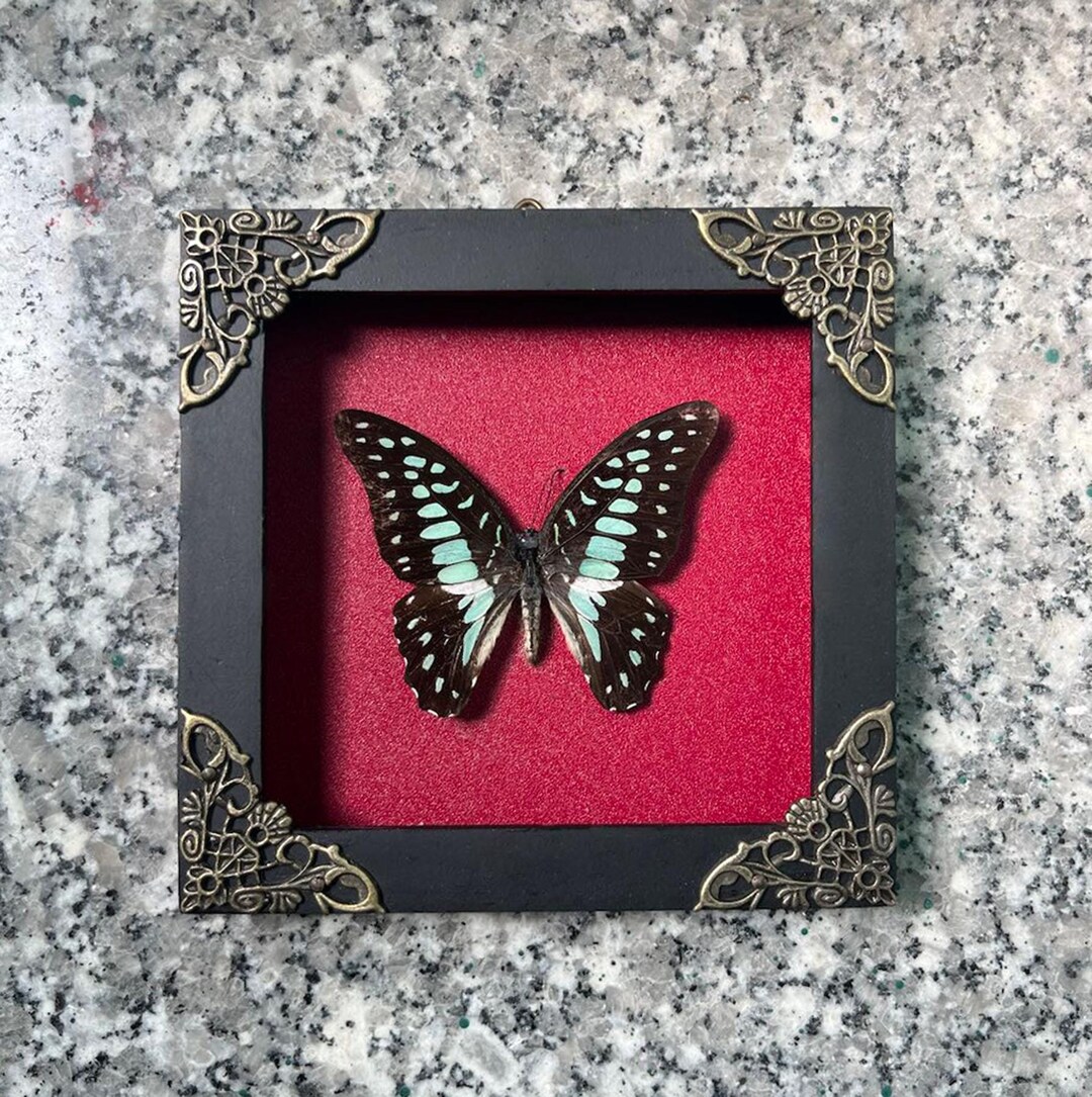 Real Butterfly Framed Insect Taxidermy Preserved Butterflies Specimens ...