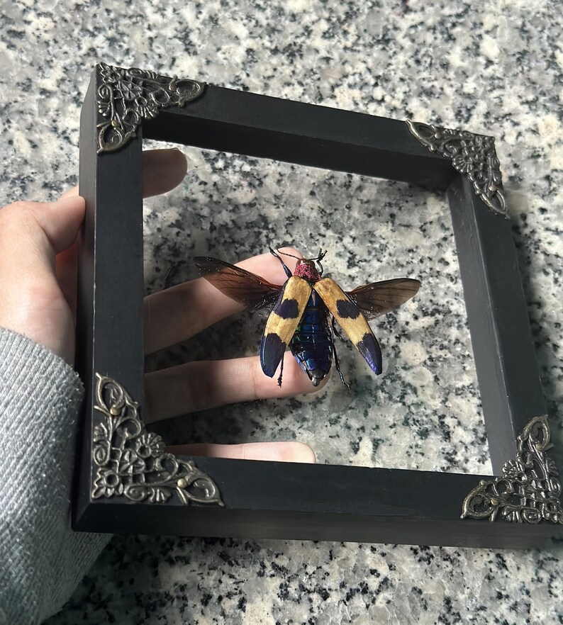 Real Beetle Framed Insect Shadow Box Taxidermy Preserved Bug Dead ...