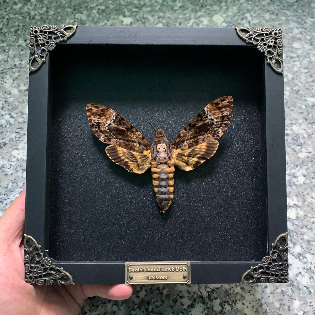 Framed Death Head Moth Taxidermy Real Skull Moth Display Box Gothic ...
