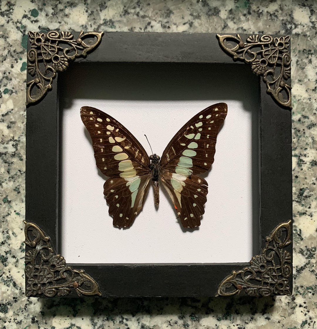 Real Butterfly Framed Taxidermy Preserved Insect Butterflies Specimens ...