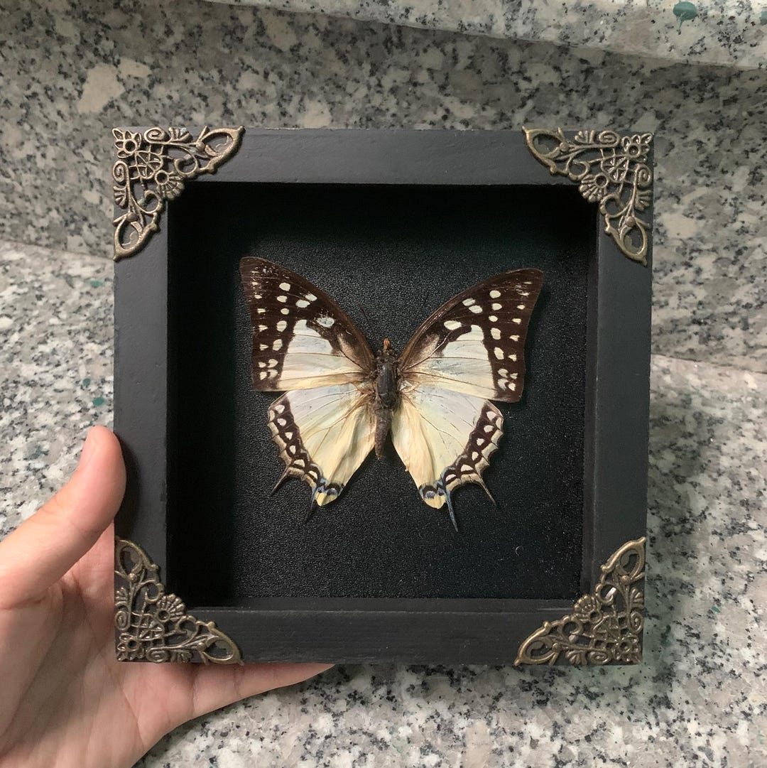 Real Butterfly Framed Insect Shadow Box Taxidermy Preserved Bug Mounted ...