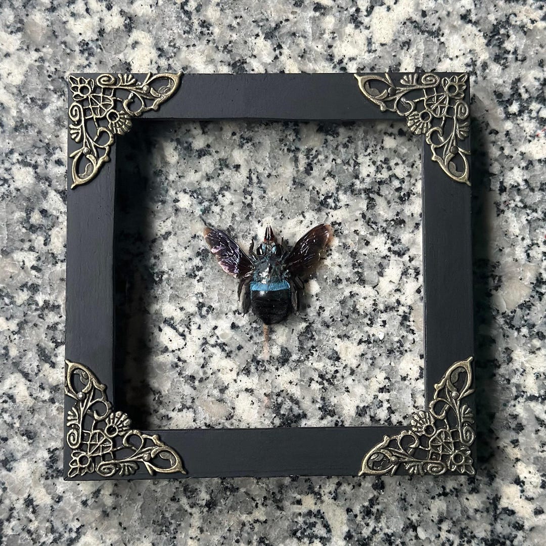 Framed Blue Bee Insects Shadow Cicada Bugs Oddities Dried Taxidermy ...