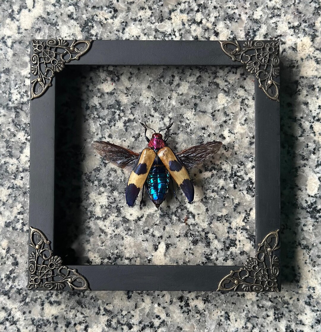 Real Beetle Framed Insect Shadow Box Taxidermy Preserved Bug Dead ...