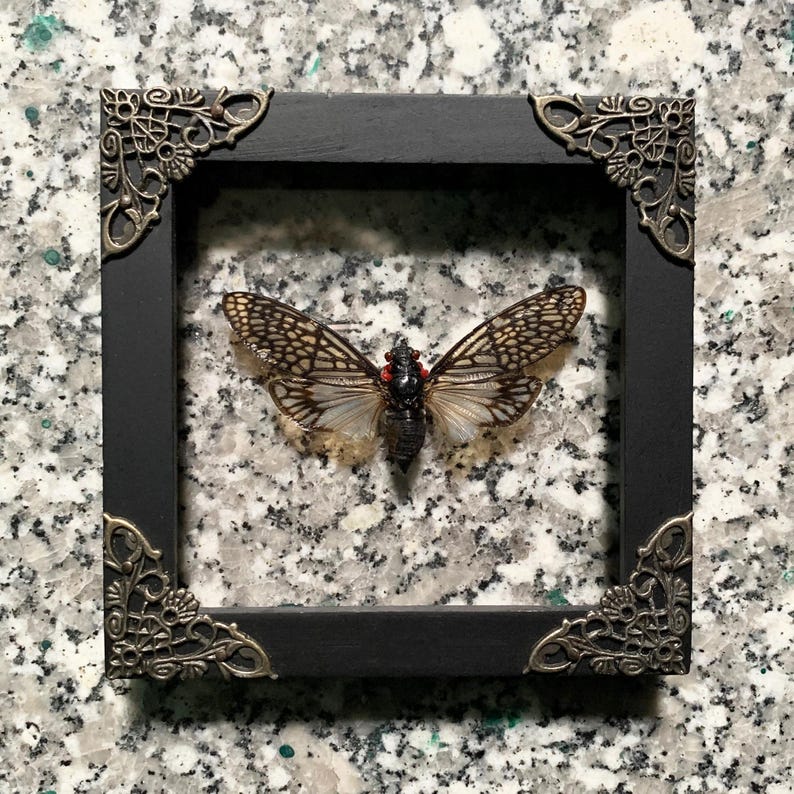 Taxidermy Cicada Preserved Insect Beetle Specimens Display Box ...