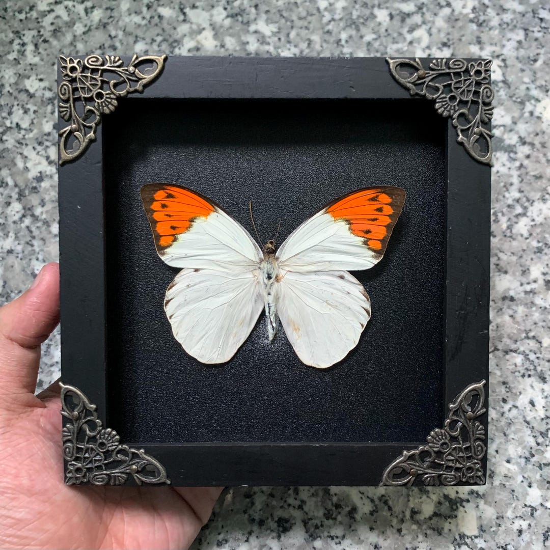 Taxidermy Butterfly Preserved Insect Moth Specimens Display Box ...