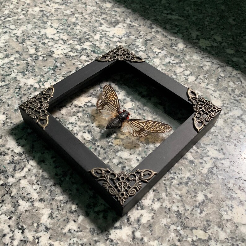 Taxidermy Cicada Preserved Insect Beetle Specimens Display Box ...