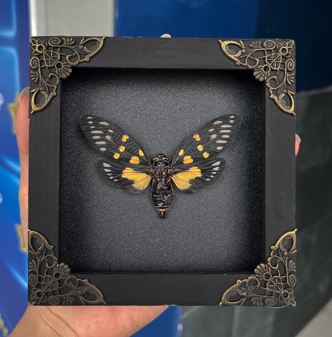 Taxidermy Cicada Beetle Framed Real Insect Bug Pinned Shadow Box Art ...