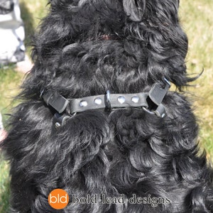 Connected Control Harness: a Leather No-pull Dog Walking Harness (2 ...