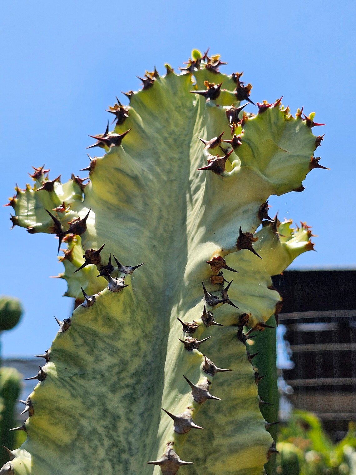 Euphorbia Ammak Variegated – African Candelabra Succulent, Bare Root ...
