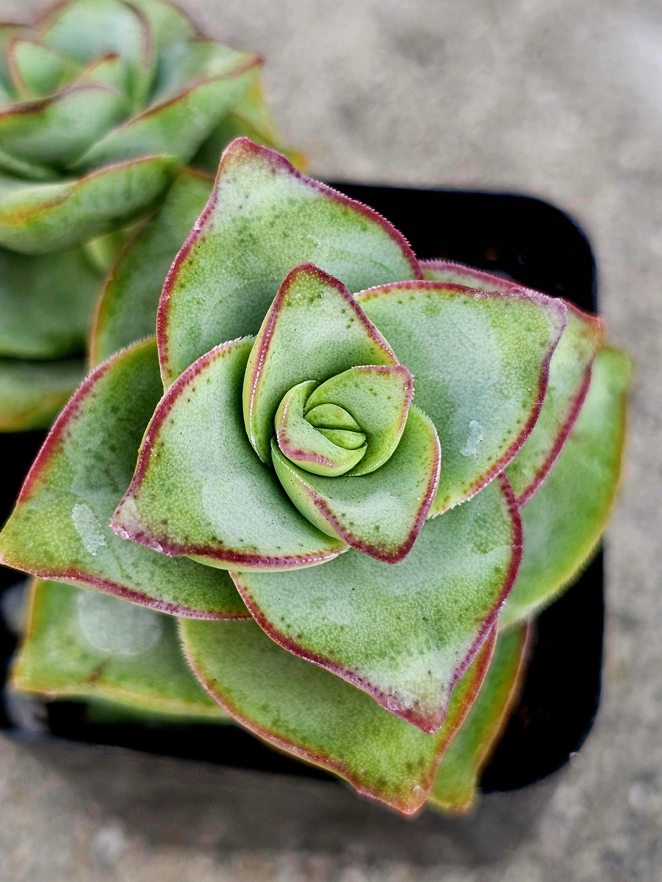 Crassula Perforata – String of Buttons Succulent Live Plant, Rare ...