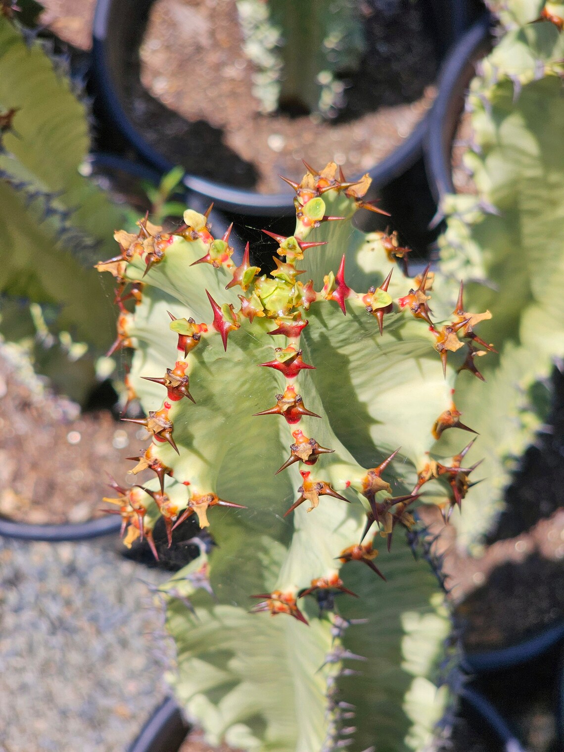 Euphorbia Ammak Variegated – African Candelabra Succulent, Bare Root ...