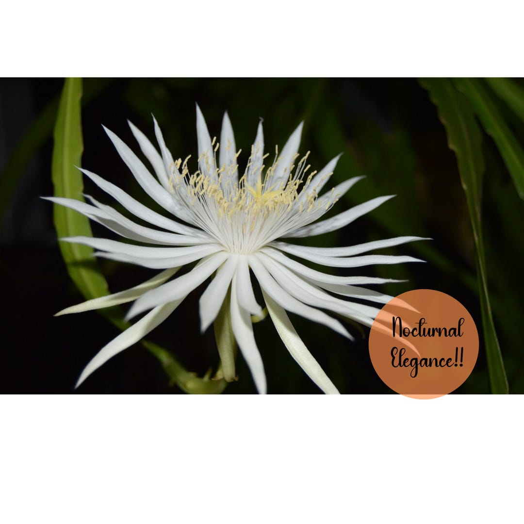 Queen of the Night Cactus – Epiphyllum Hookeri, Blooming White Fresh ...