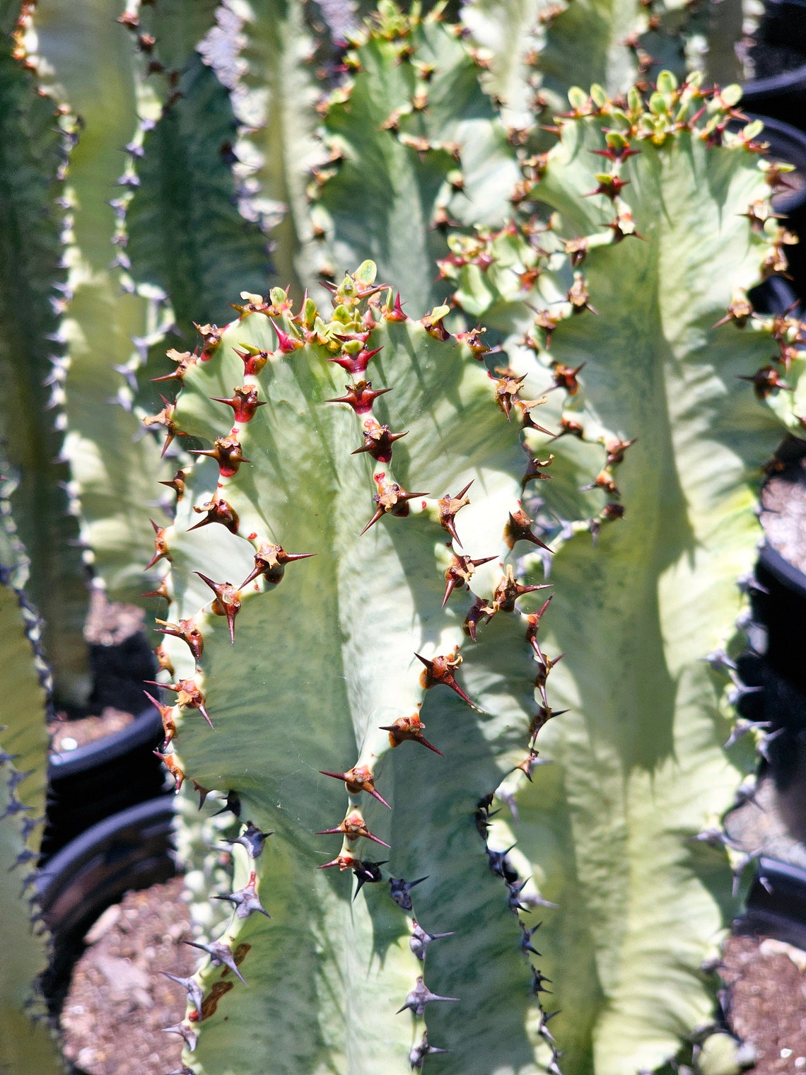 Euphorbia Ammak Variegated – African Candelabra Succulent, Bare Root ...