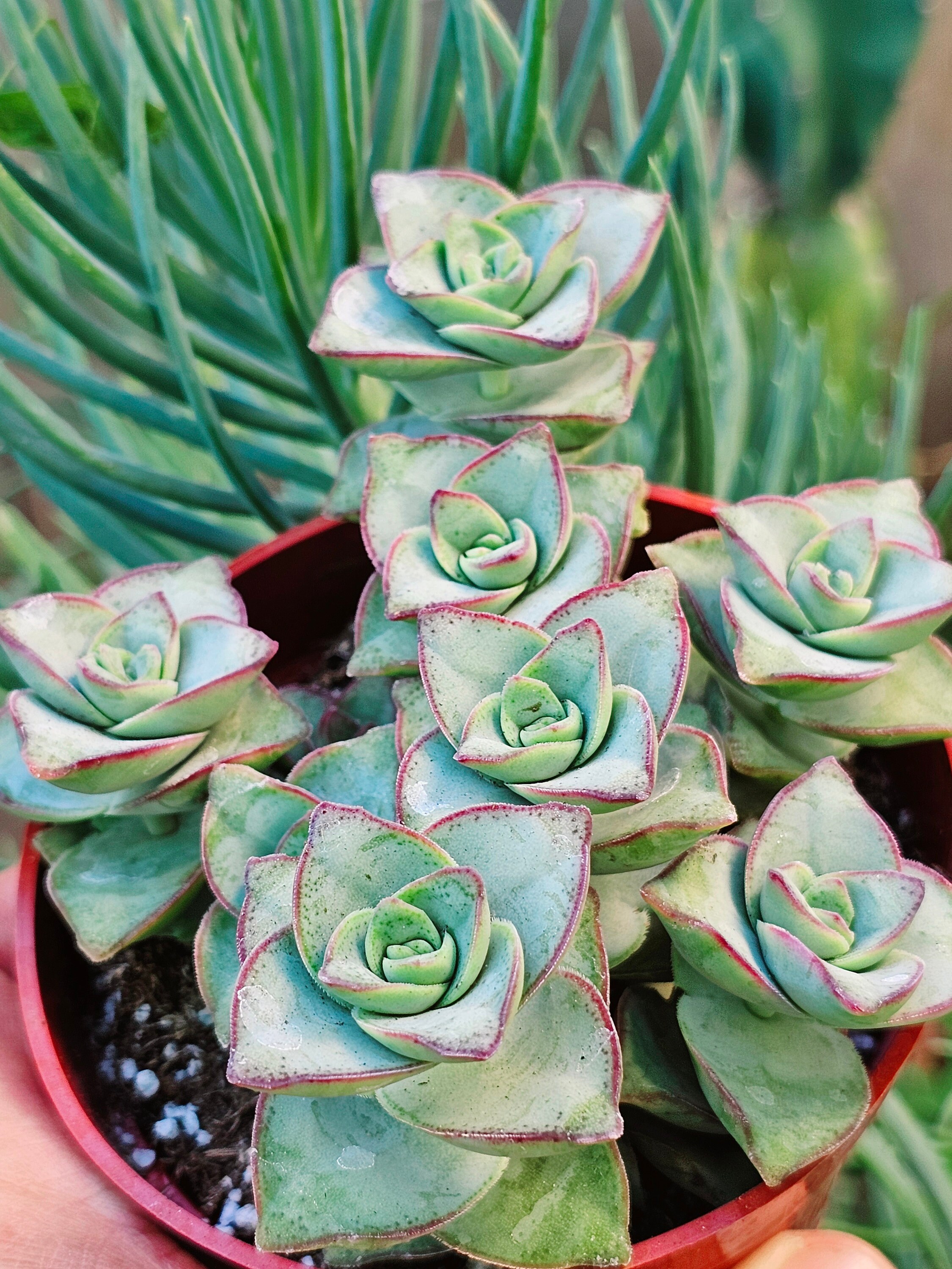 Crassula Perforata – String of Buttons Succulent Live Plant, Rare ...