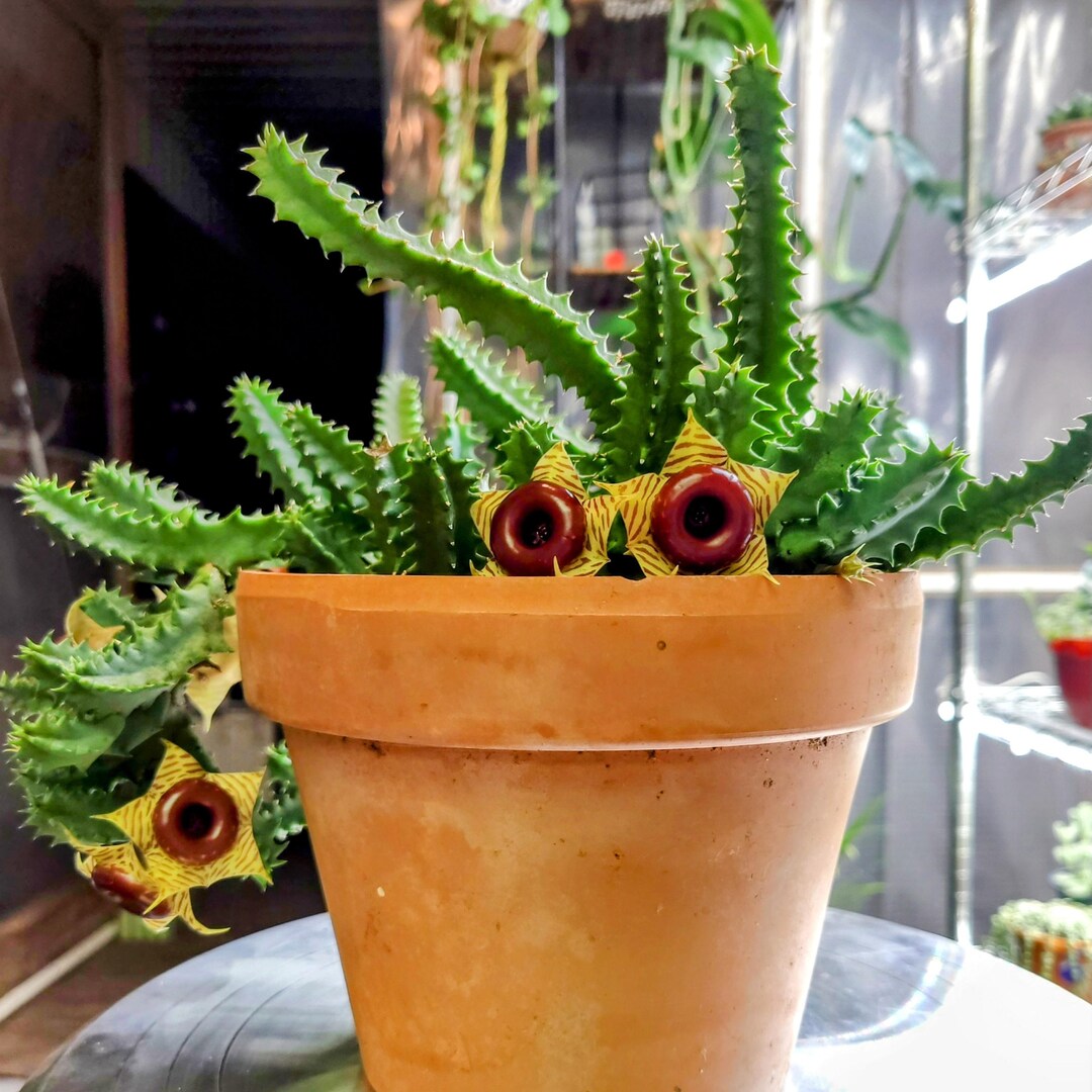 2inches Huernia Zebrina "lifesaver Plant" Perfect Hanging Plant. - Etsy