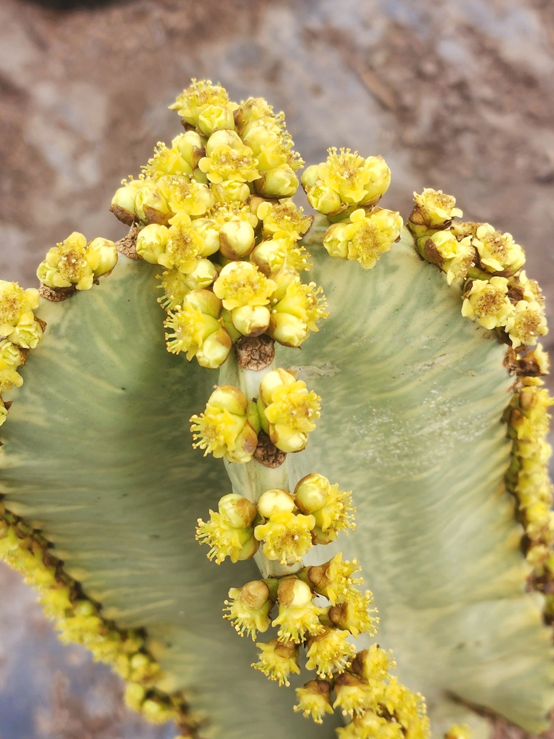 Euphorbia Ammak Variegated – African Candelabra Succulent, Bare Root ...