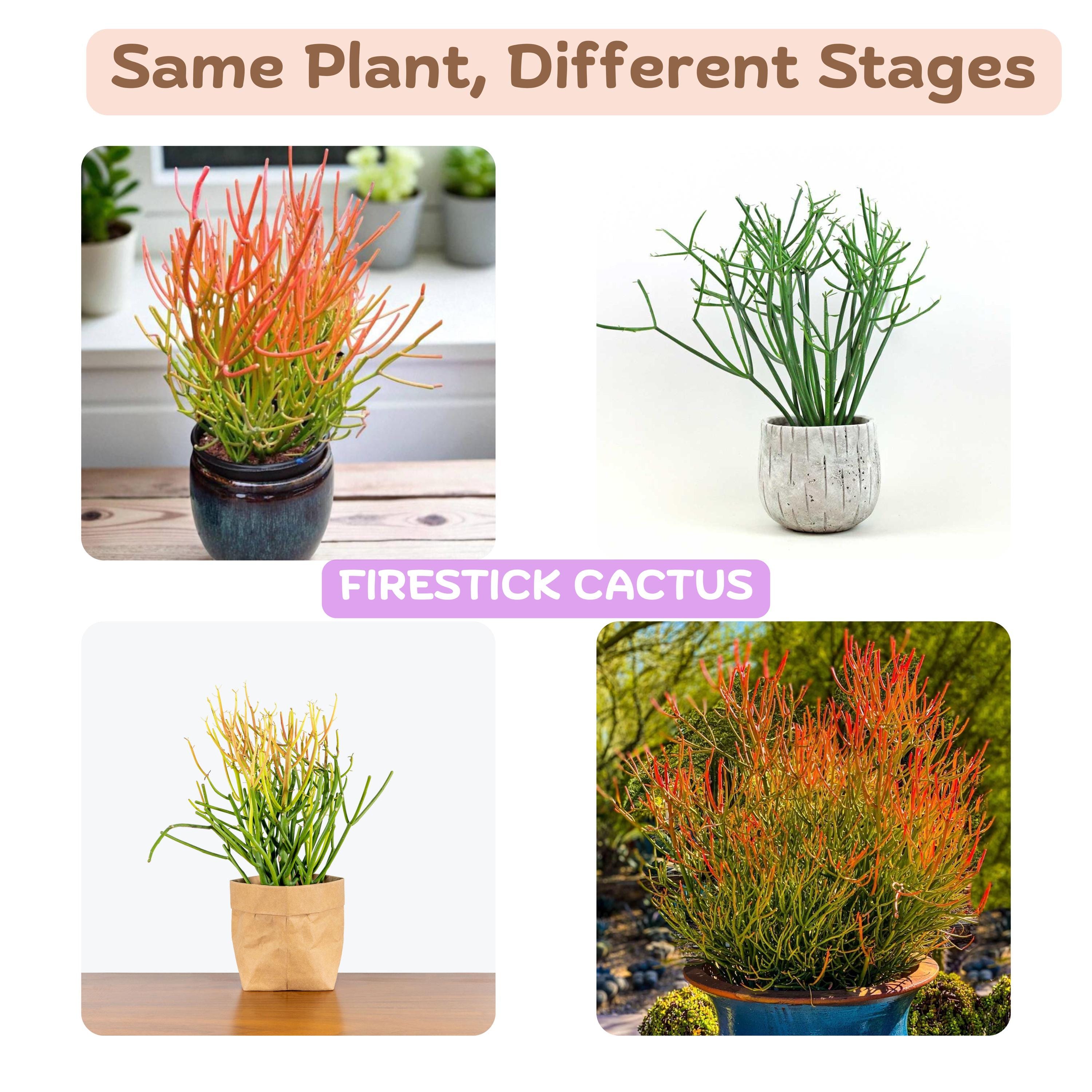 Pencil Cactus – Euphorbia Firestick Plant, Easy Care Drought Tolerant ...