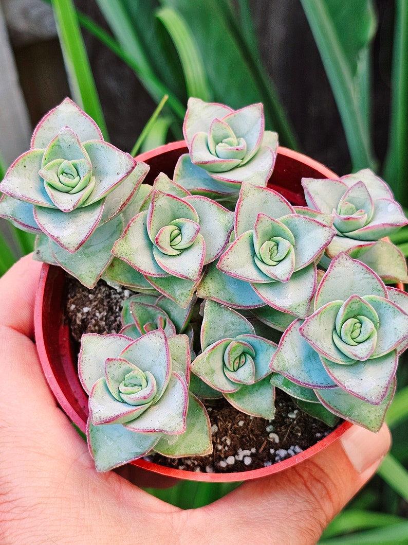 Crassula Perforata – String of Buttons Succulent Live Plant, Rare ...