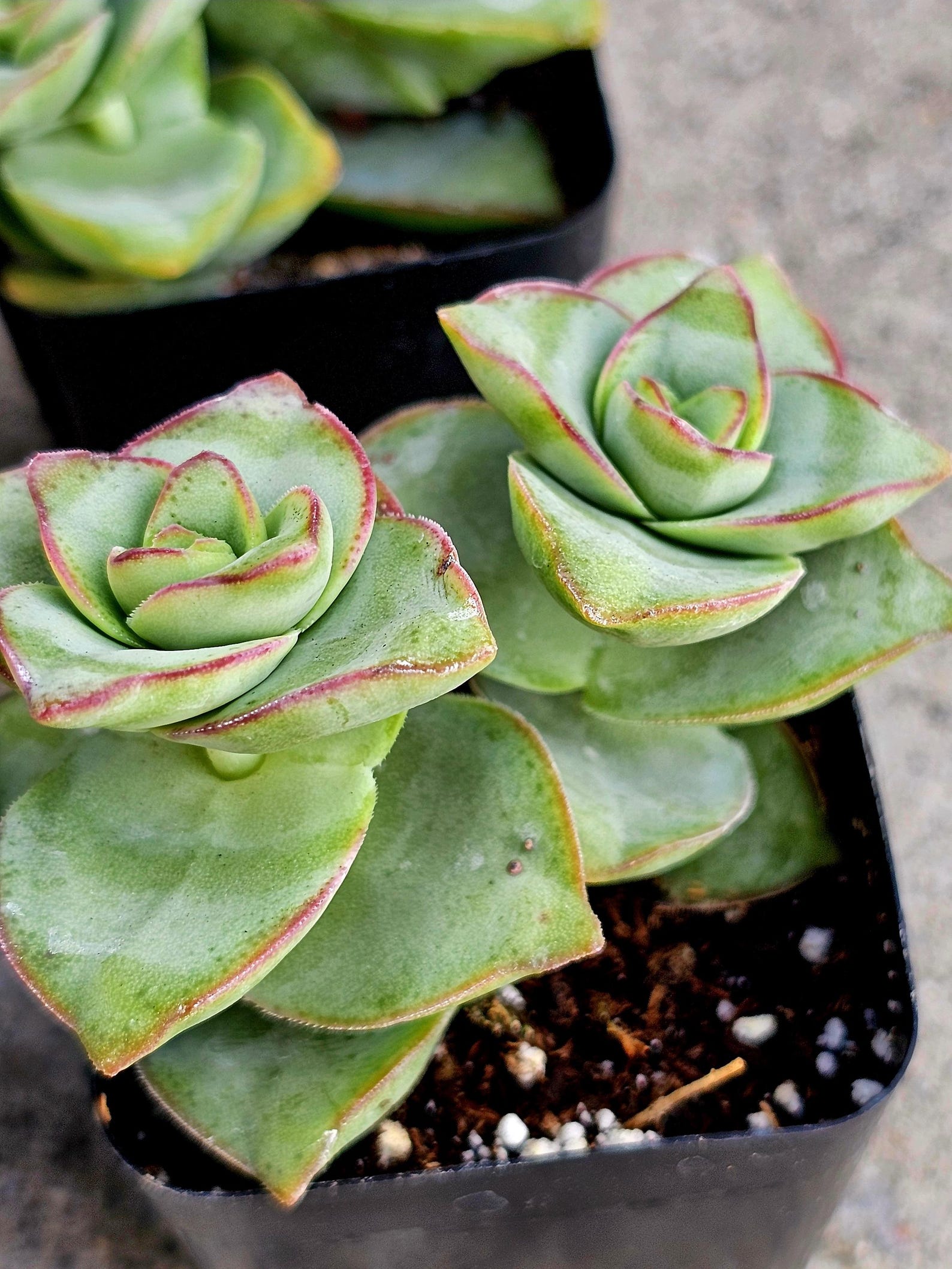 Crassula Perforata – String of Buttons Succulent Live Plant, Rare ...