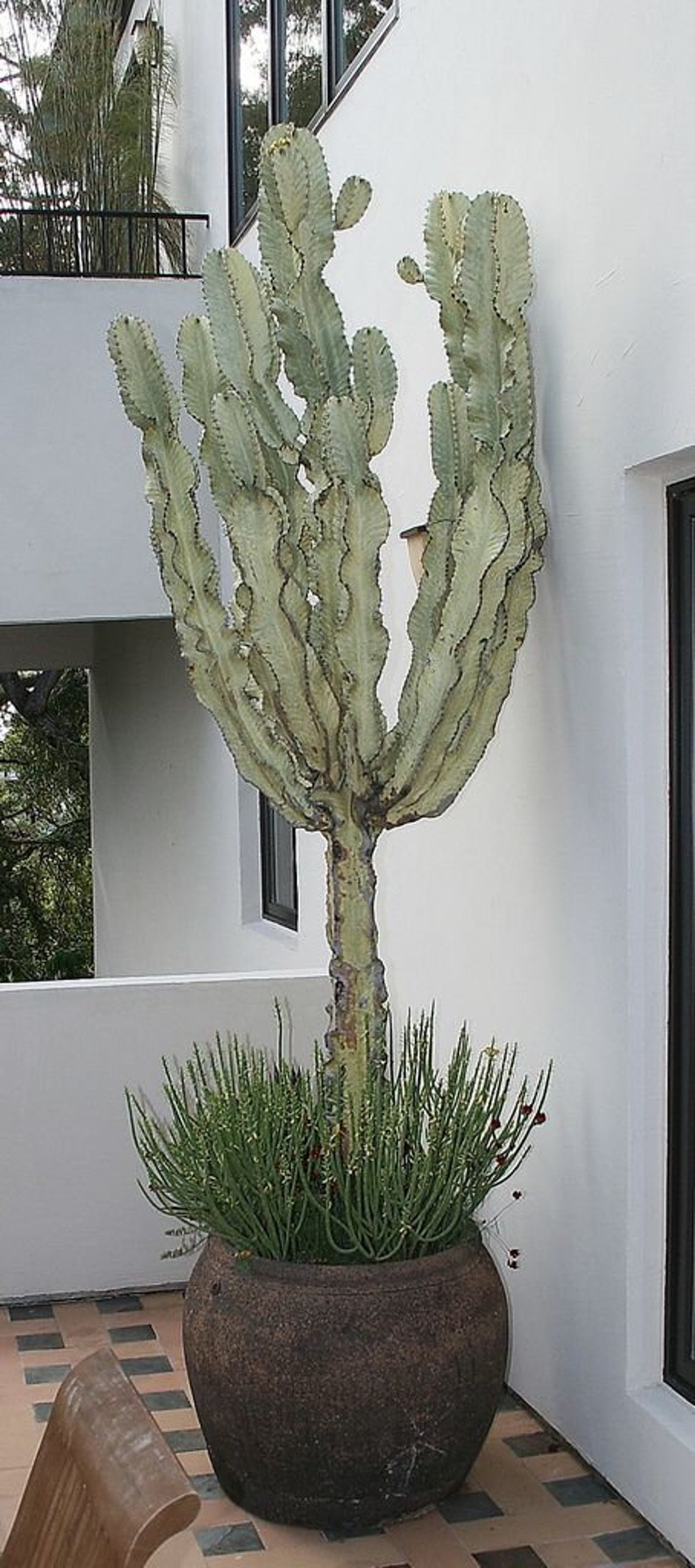 Euphorbia Ammak Variegated – African Candelabra Succulent, Bare Root ...